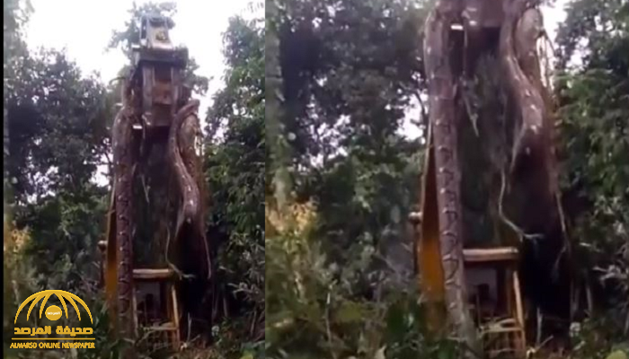 شاهد: لحظة انتشال ثعبان ضخم يبلغ طوله 10 أمتار بواسطة "حفار" . صحيفة المرصد